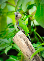 Parrots | Breed Information | Omlet