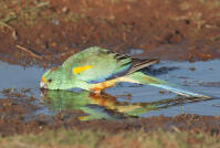 Parrots | Breed Information | Omlet