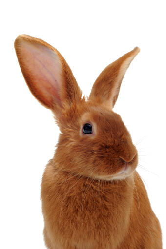 Fauve de Bourgogne Rabbits | Fauve de Bourgogne For Sale | Rabbit Breeds
