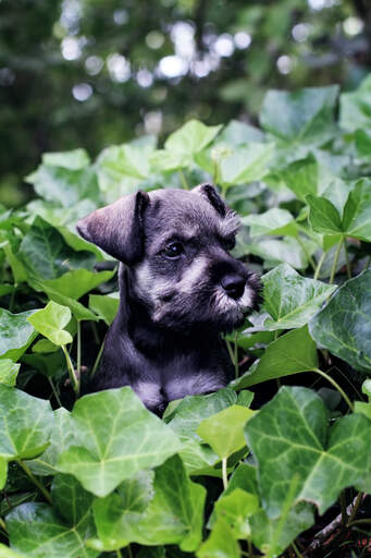 Dværgschnauzer hund | Dog Breeds