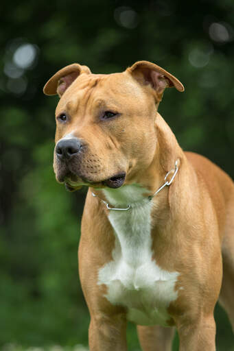 Staffordshire Bull Terrier Dogs | Dog Breeds