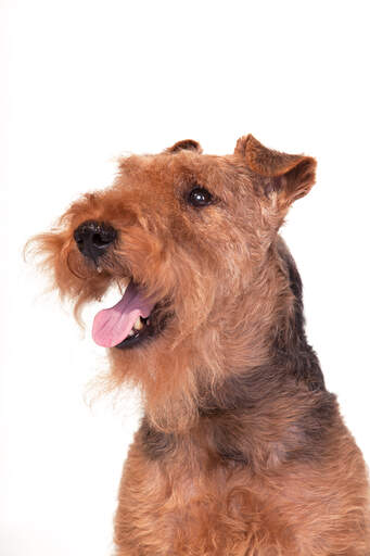 Walisisk Terrier hund | Dog Breeds