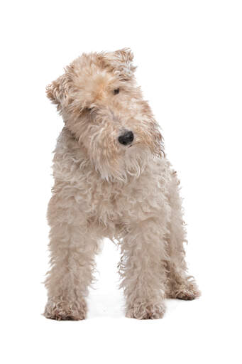 Fox Terrier (Wire) Dogs | Dog Breeds