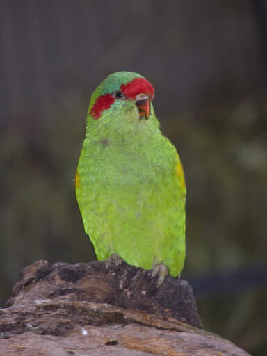 Musk Lorikeet | Parrot Breeds