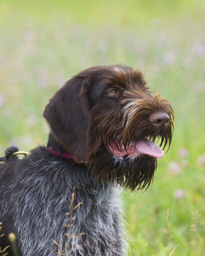 German Wirehaired Pointer Dogs | Dog Breeds