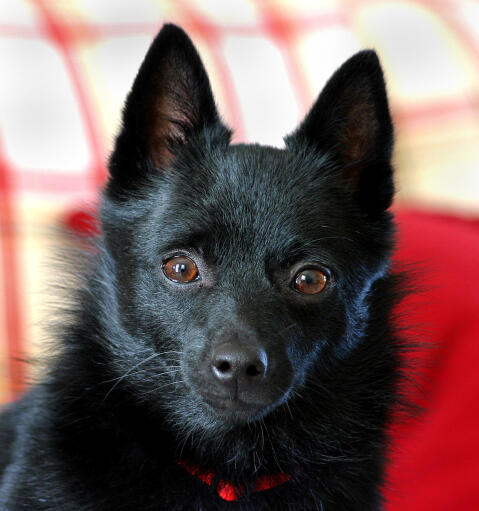 Schipperke Dogs | Dog Breeds