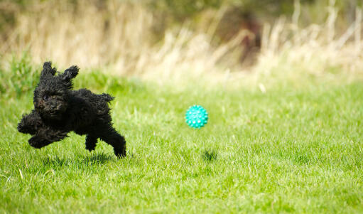 Toy Poodle Dogs | Dog Breeds