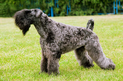 Kerry Blue Terrier Dogs | Dog Breeds