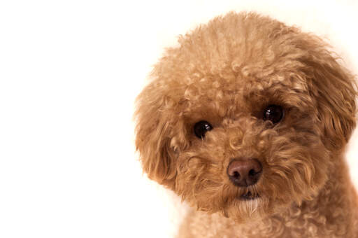 Toy Poodle Dogs | Dog Breeds