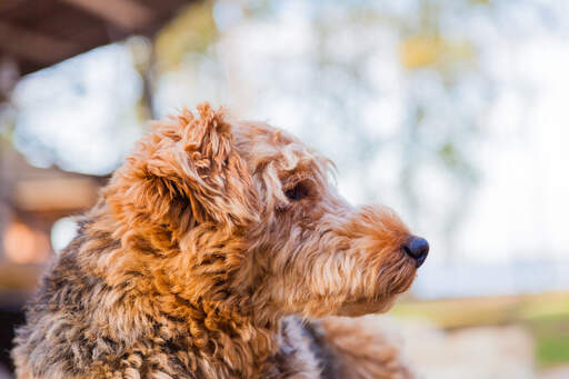 Airedale Terrier Dogs | Dog Breeds