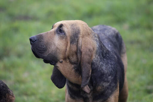 Bloodhound Dogs | Dog Breeds