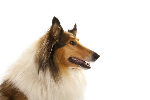 Collie (Rough) Dogs | Dog Breeds