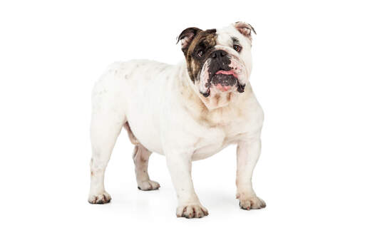 English Bulldog Dogs | Dog Breeds