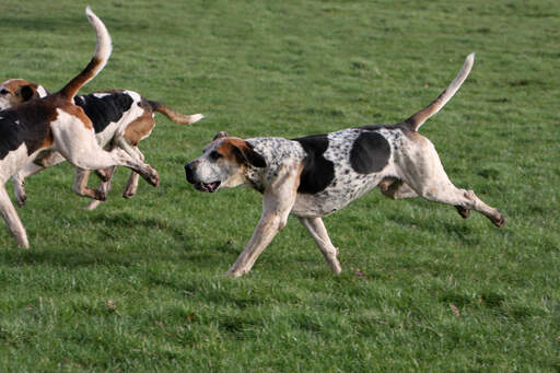 Foxhound (engelsk) hund | Dog Breeds
