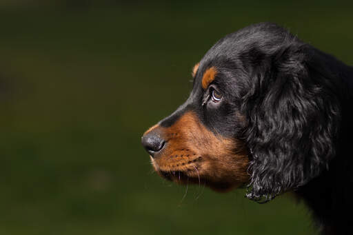 Setter Gordon