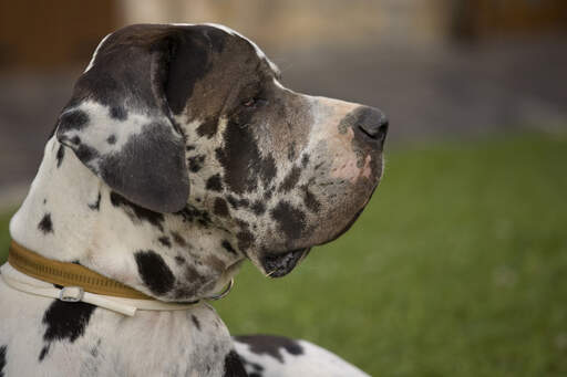 Deense dog | Hondenrassen