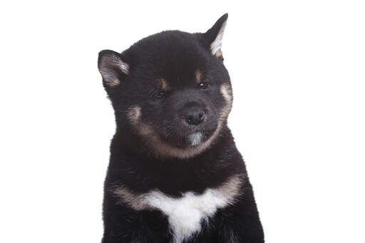 Japanese Shiba Inu Dogs | Dog Breeds