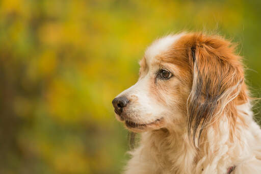 Kooikerhondje Dogs | Dog Breeds