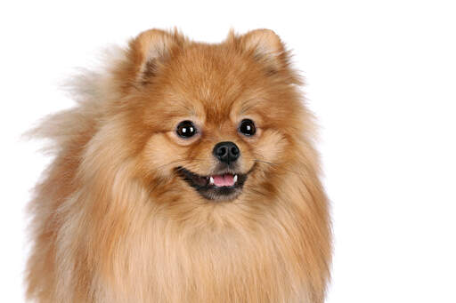 Pomeranian Dogs | Dog Breeds