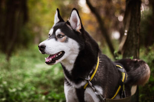 Siberian Husky Dogs | Dog Breeds