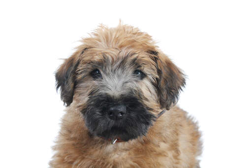 Soft Coated Wheaten Terrier Dogs | Dog Breeds