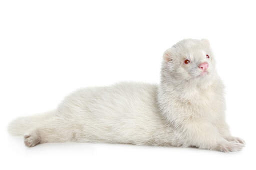 Albino Ferrets | Albino For Sale | Ferret Breeds