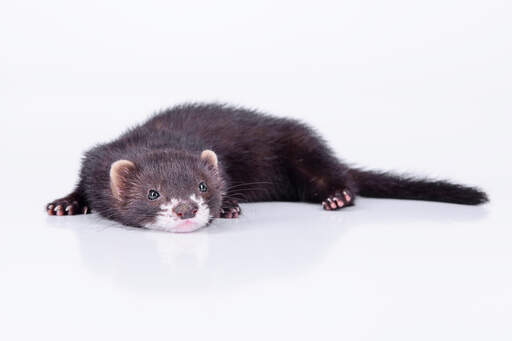 Black Sable Ferrets | Black Sable For Sale | Ferret Breeds