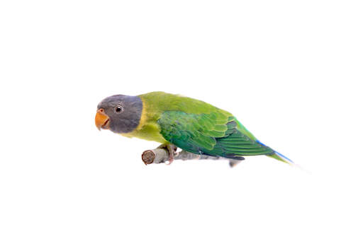 Plum Headed Parakeet | Parrot Breeds