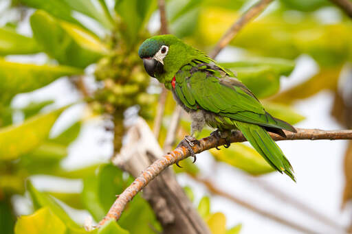 Red Shouldered Macaw | Parrot Breeds