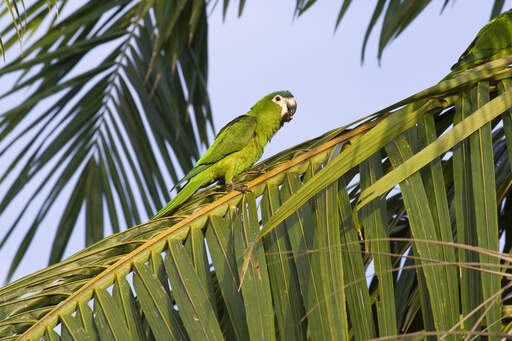 Red Shouldered Macaw | Parrot Breeds
