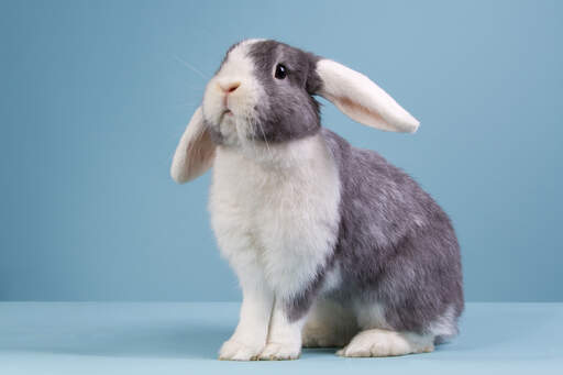 Lionhead Rabbits | Lionhead For Sale | Rabbit Breeds