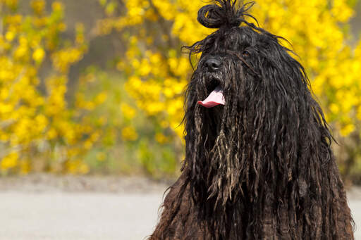 Bergamasco Dogs | Dog Breeds