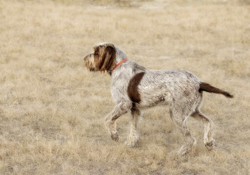 Spinone Italiano Dogs | Dog Breeds