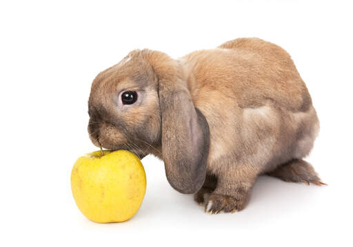 Dwarf Lop Rabbits | Dwarf Lop For Sale | Rabbit Breeds