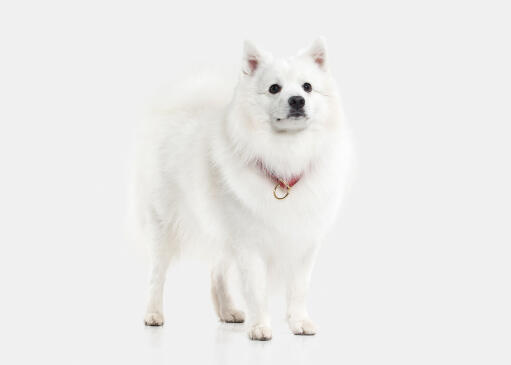 Japanese Spitz Dogs | Dog Breeds