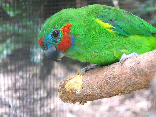 Double Eyed Fig Parrot | Parrot Breeds