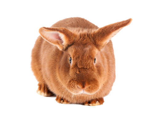 New Zealand Red Rabbits | New Zealand Red For Sale | Rabbit Breeds