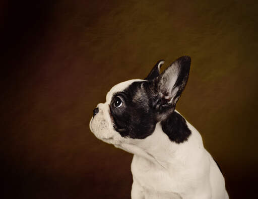 Boston Terrier hund | Dog Breeds