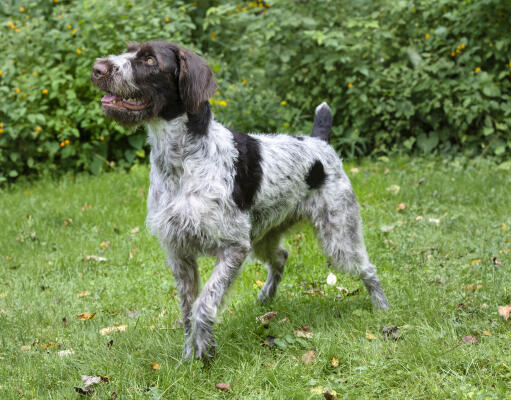 german pointer x springer spaniel