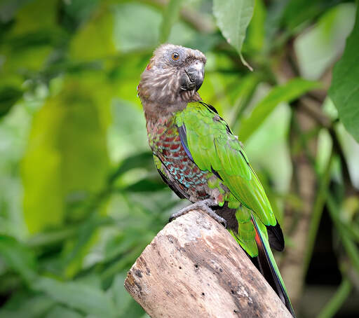 Red Fan Parrot | Parrot Breeds