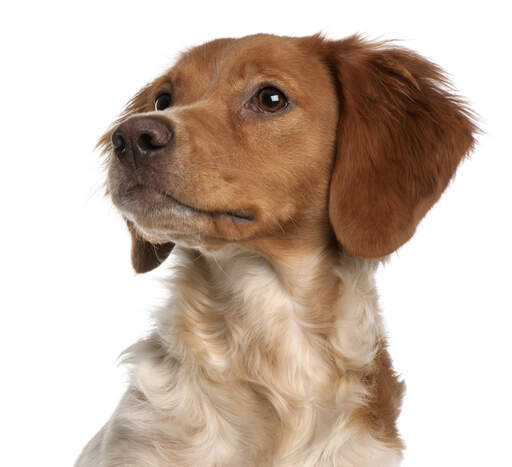 Brittany Dogs | Dog Breeds