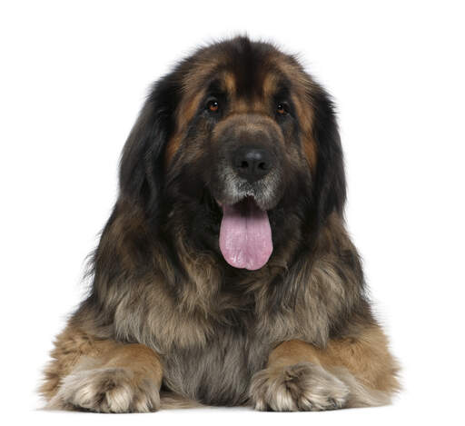 Leonberger Dogs | Dog Breeds