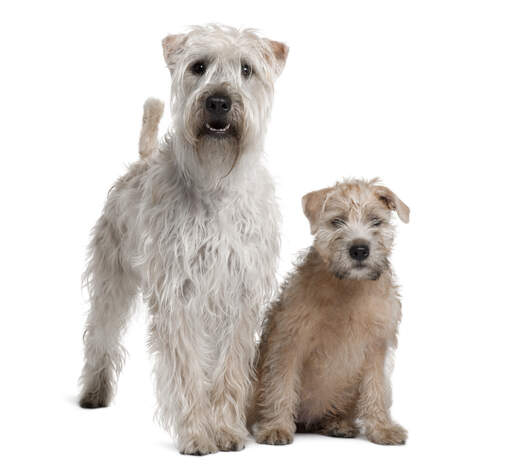 Soft Coated Wheaten Terrier Dogs | Dog Breeds