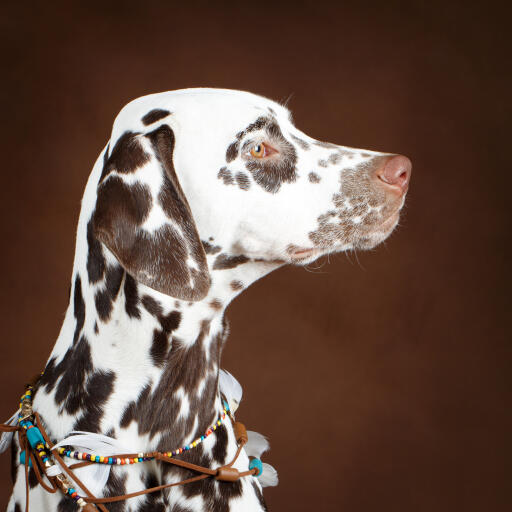 Dalmatian Dogs | Dog Breeds