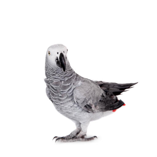 African Grey Parrot | Parrot Breeds