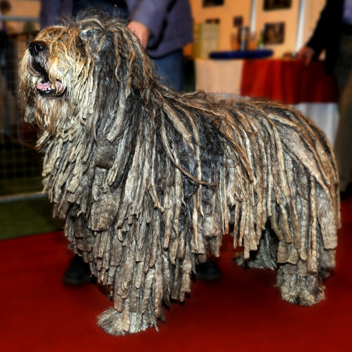 Bergamasco Dogs | Dog Breeds