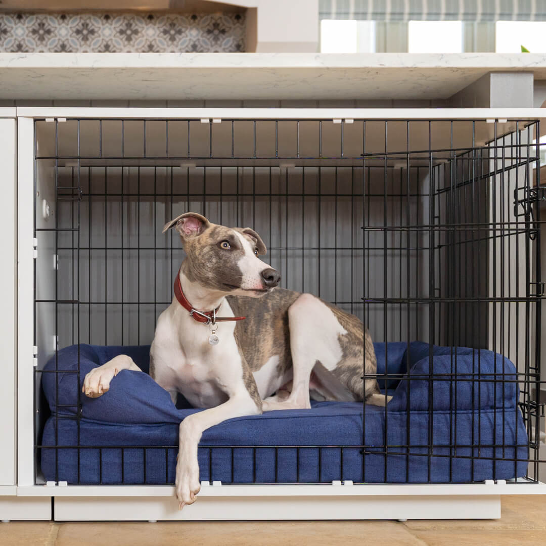 tobradex drops for cats