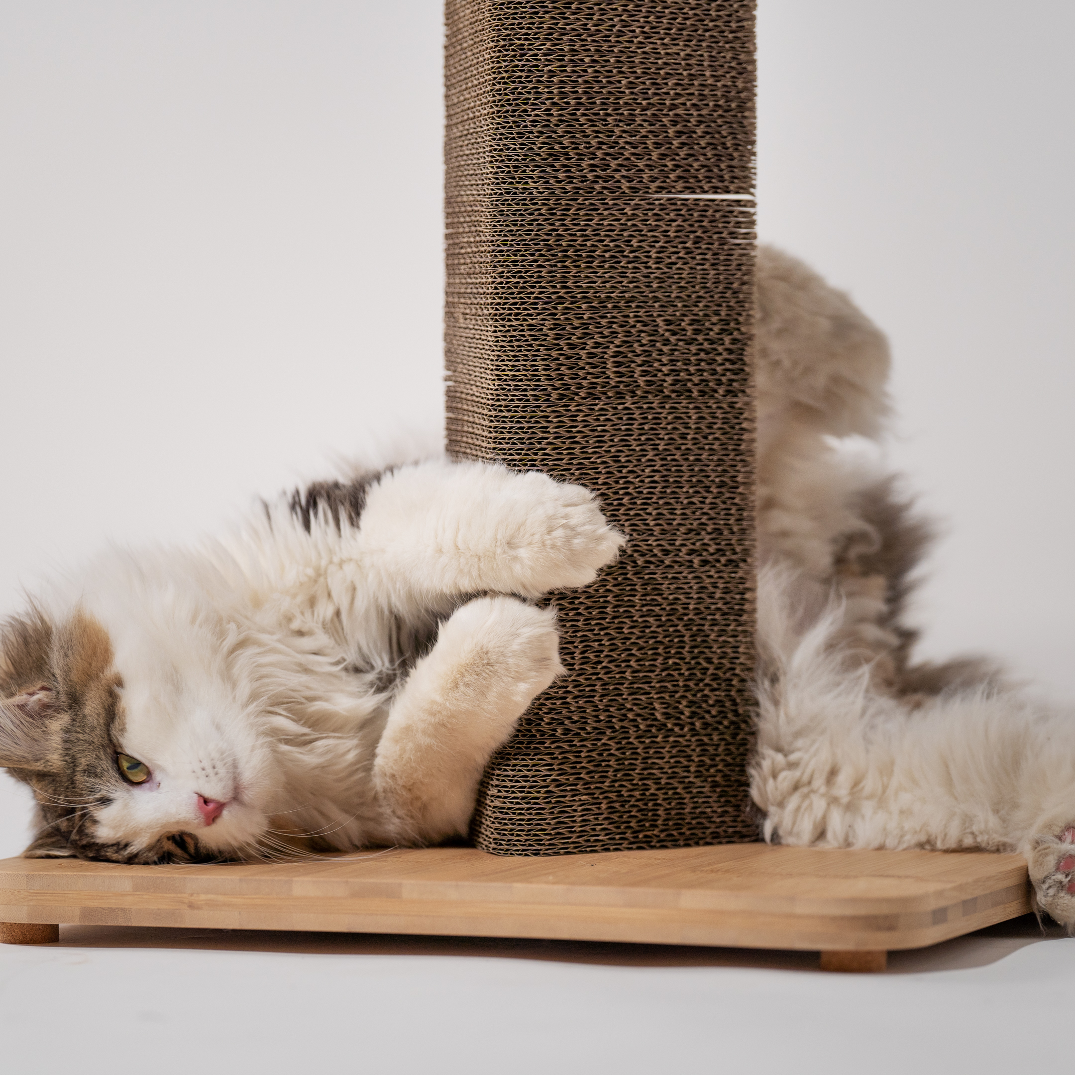 Cardboard Cat Playhouse And Scratcher