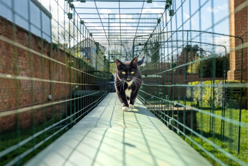 Tunnelsystem för kattgården | Omlet