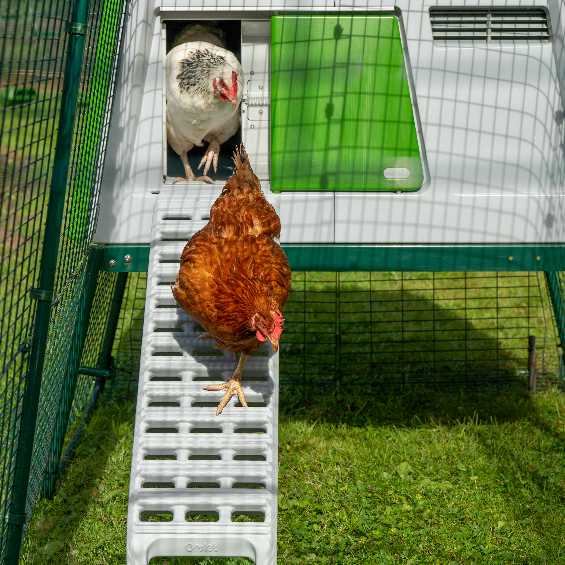 Ultimate Ladder for Eglu Cube Chicken Coop | Omlet